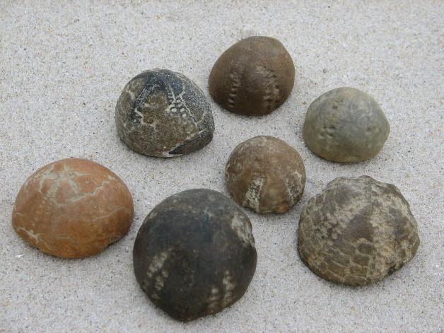 Versteinerte Schätze am Flutsaum