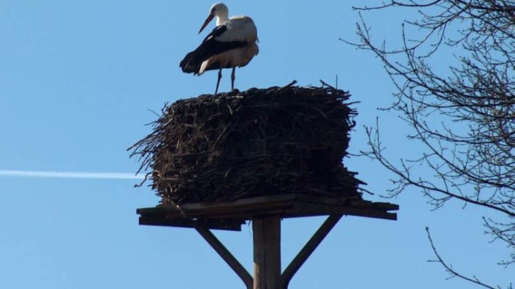 Der erste Storch ist da