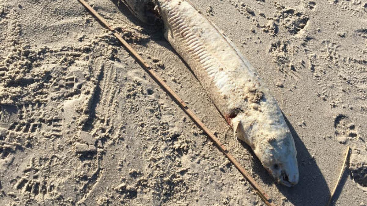 Seltener Fund: 1,40 Meter langer Conger-Aal am Sylter Strand