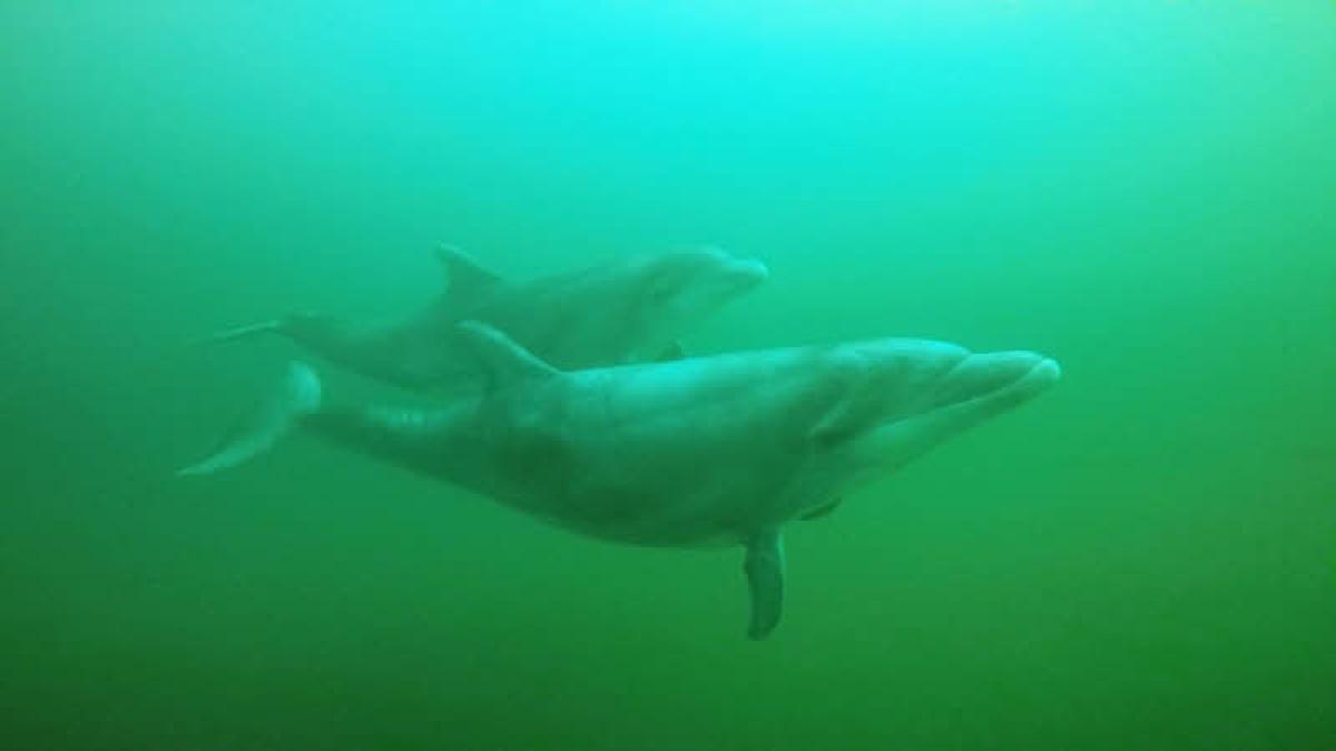 Zwei Delfine auf Entdeckungstour