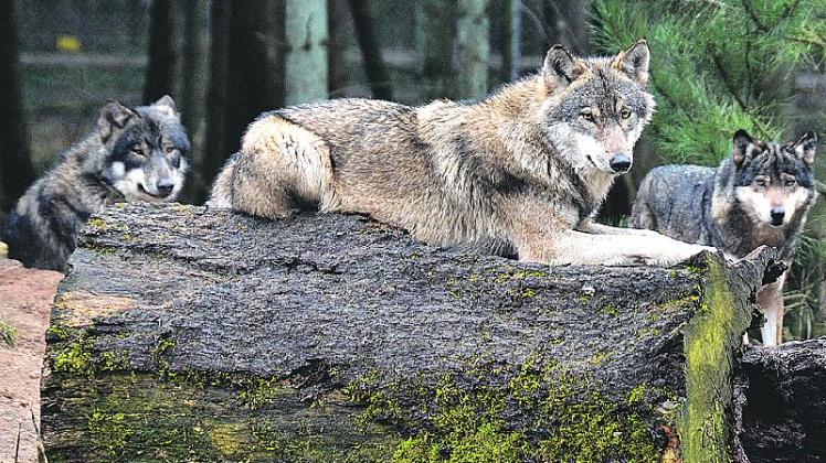 Wer hat Angst vorm Wolf?