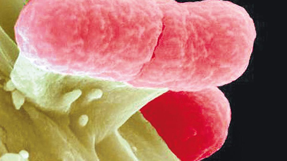 Wie verbreitet sich der Erreger? | SHZ