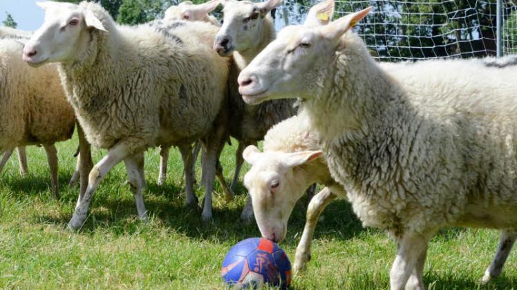 Schafe beim Fußball: Nummer 19 hängt am Hinterteil der 23
