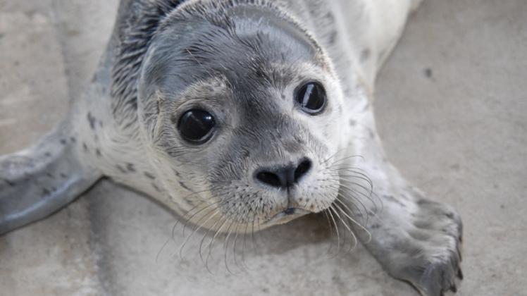 Seehund-Baby Rena hat Glück gehabt | SHZ