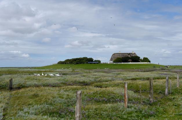 Leben auf der Hallig: Wie ein Paar auf Süderoog seinen Alltag mei