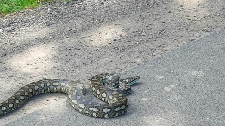 Australischer Python auf der Straße