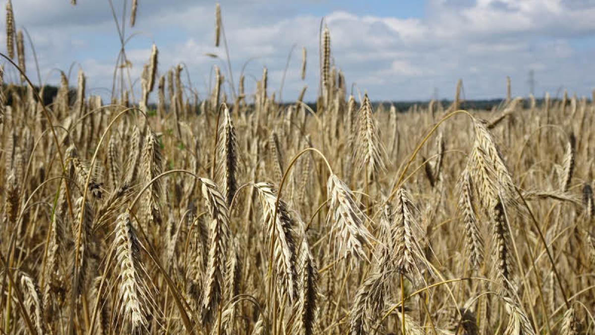 Roggen-Ernte in Bargstedt