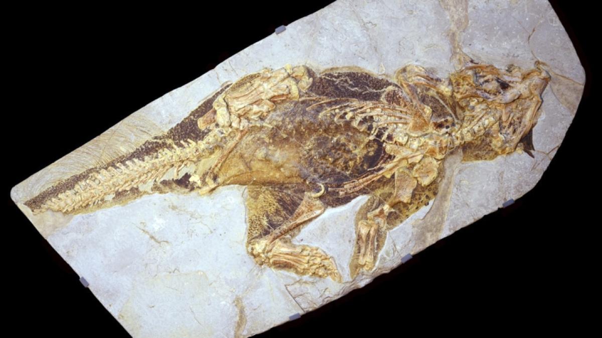 Spannende Dino-Haut | SHZ