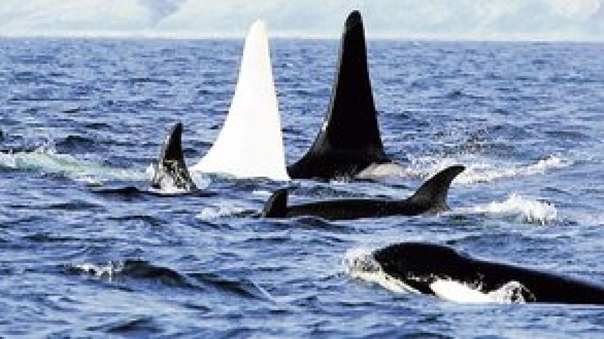 Erstmals weißer Schwertwal gesichtet | SHZ