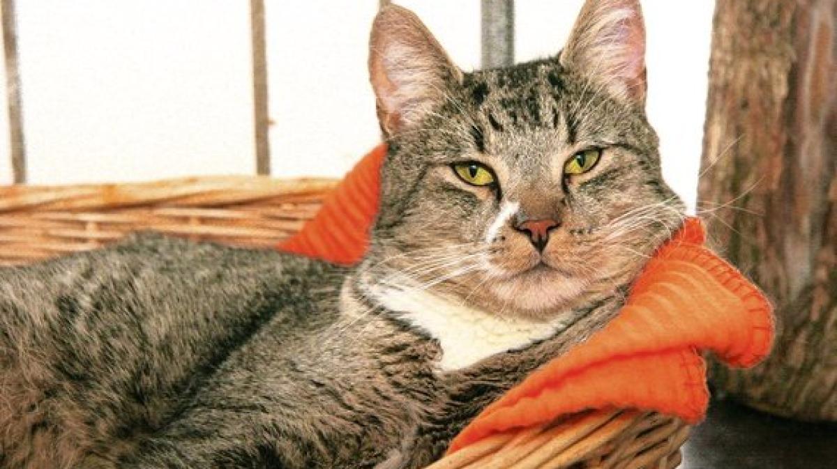 Kater Jimmy ist ausgeglichen und verschmust | SHZ