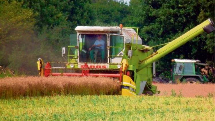 Bauern klagen: Einbußen von bis zu 50 Prozent bei der Rapser