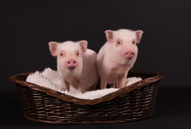 Die Reklame-Ferkel von Rehhorst