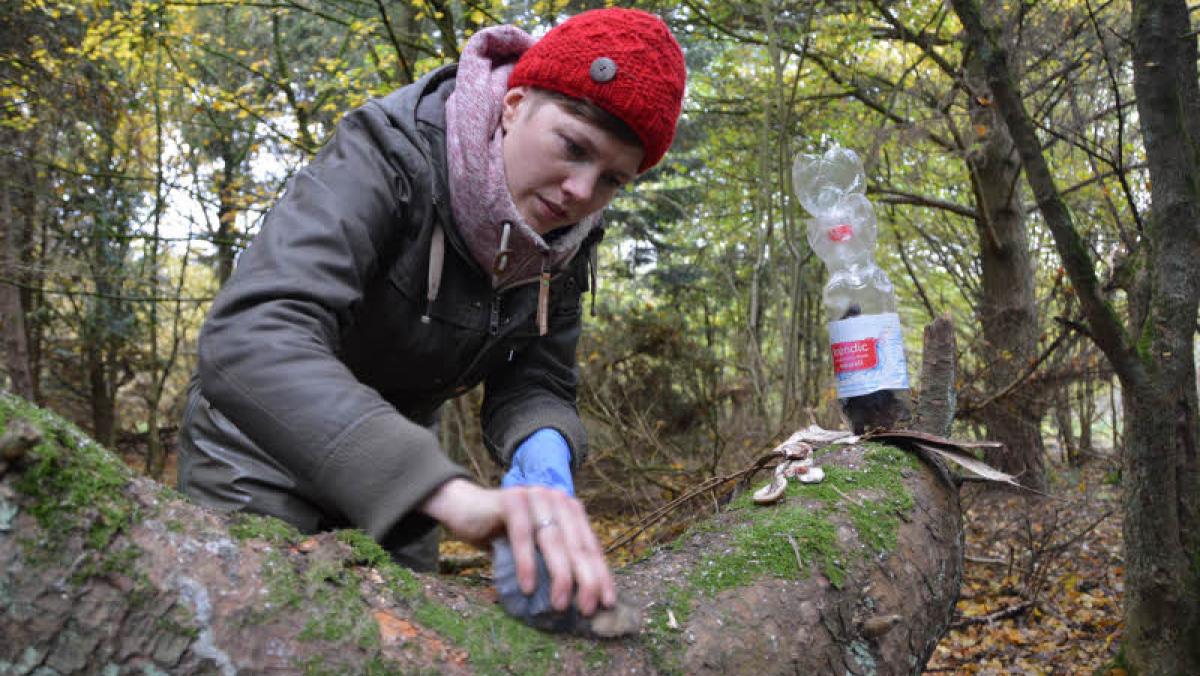Survival-Training: Wie man eine Nacht im Wald überlebt