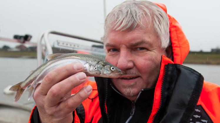 Stintfang an Elbe und Weser kommt dieses Jahr nur langsam in Gang