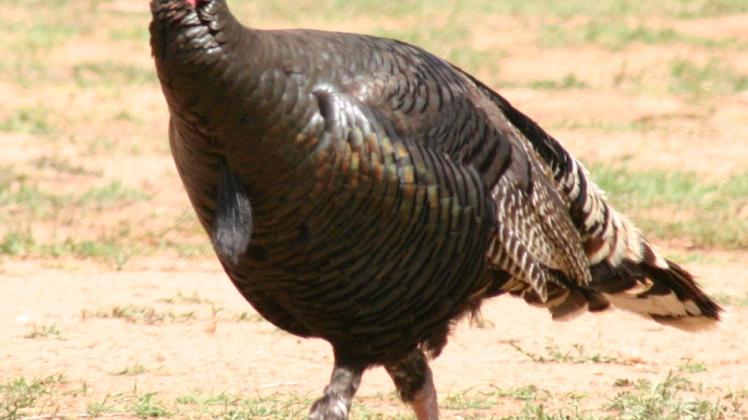 Eine bemerkenswerte Rückkehr