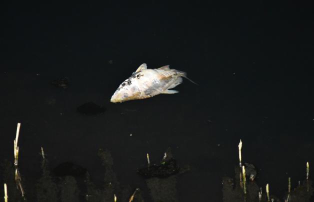 Woher kommen die toten Fische in Barmstedt