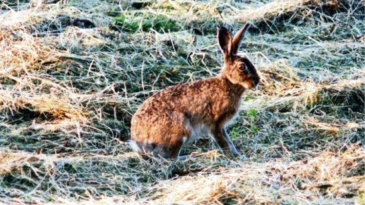 Die Jägersprache: Wenn der Hase aus der Sasse fährt