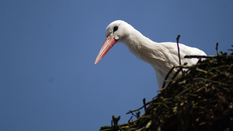 Der Rabauke ist wieder da