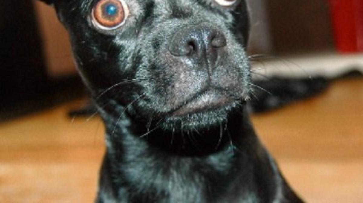 Der Retro-Mops - agil und gemütlich