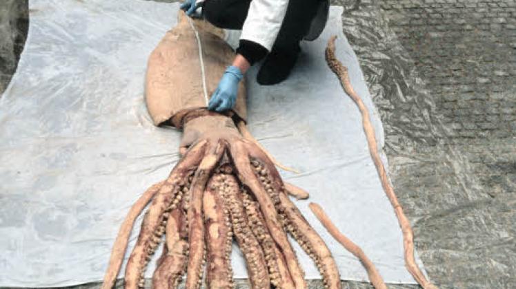 Ausstellung in Cismar über den Riesenkalmar