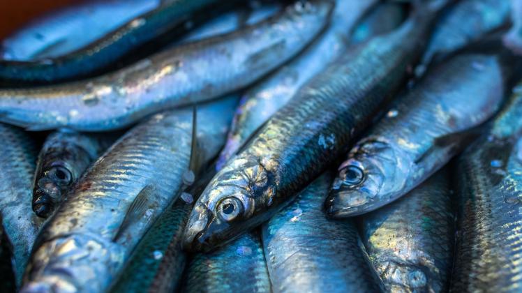 Guter-Fisch-Liste: Diese neun Arten empfehlen Experten