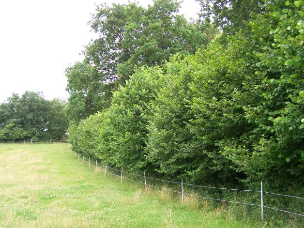 Schleswig-Holstein sucht den Super-Knick