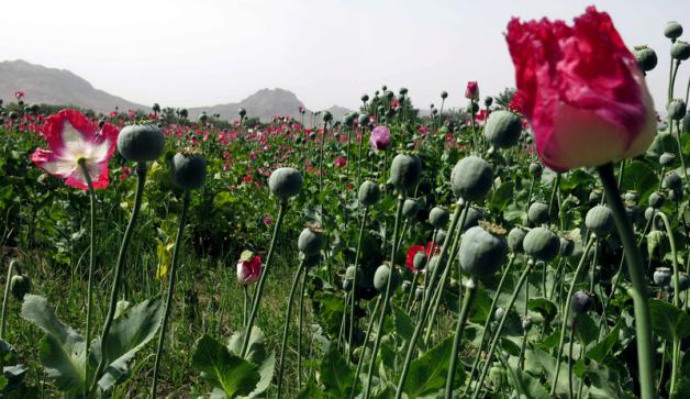 Blühender Mohn: In Afghanistan wird dieses Jahr die größte Opiume