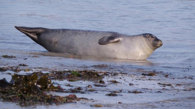 Sandbänke überschwemmt: Über 120 Seehunde auf Sylt gestrandet