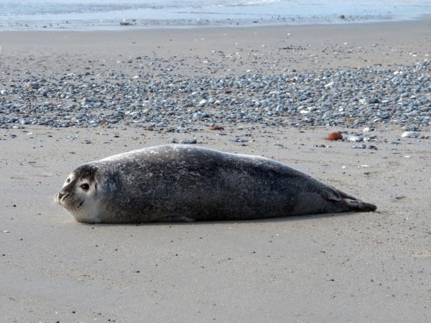 Sandbänke überschwemmt: Über 120 Seehunde auf Sylt gestrandet