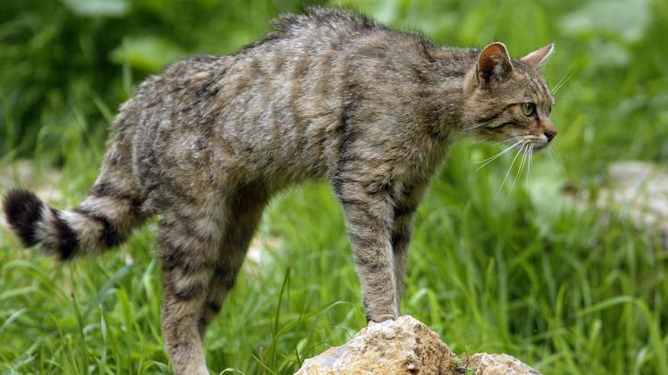 Die Europäische Wildkatze hängt alle ab | SHZ