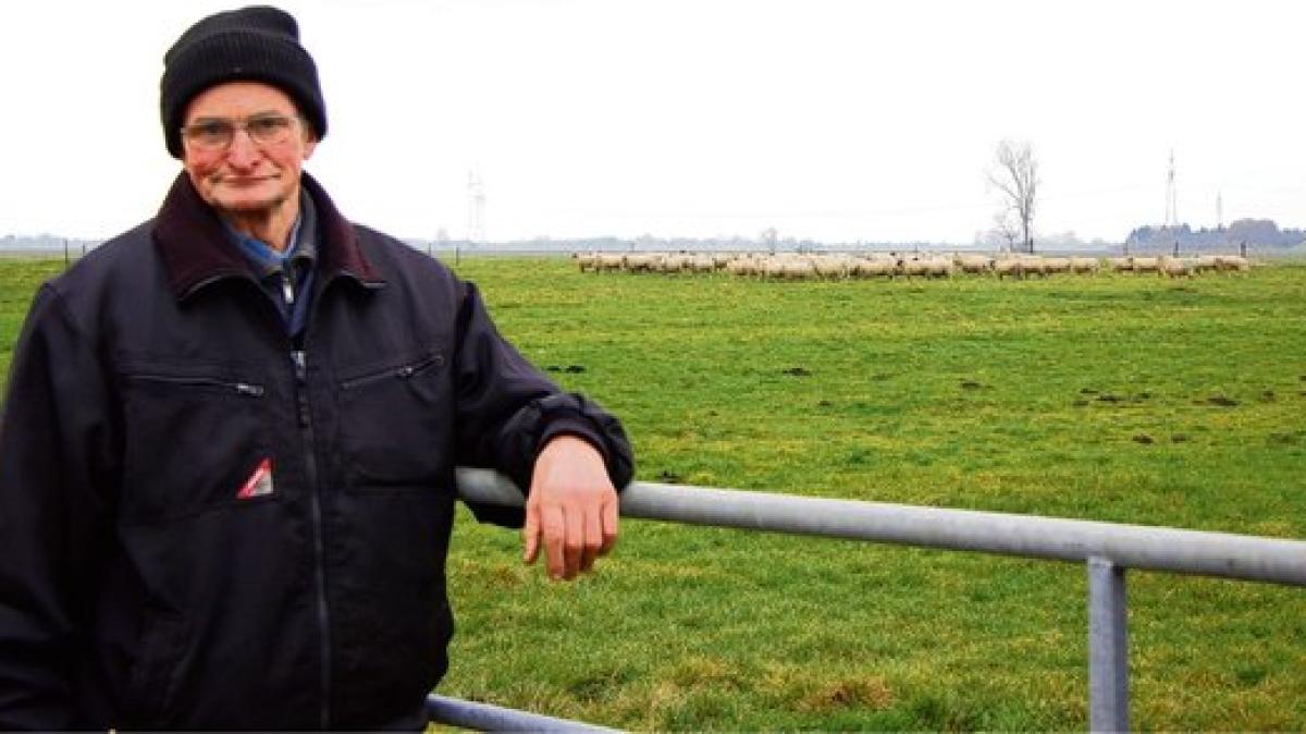 Hundeattacken: Angst am Deich