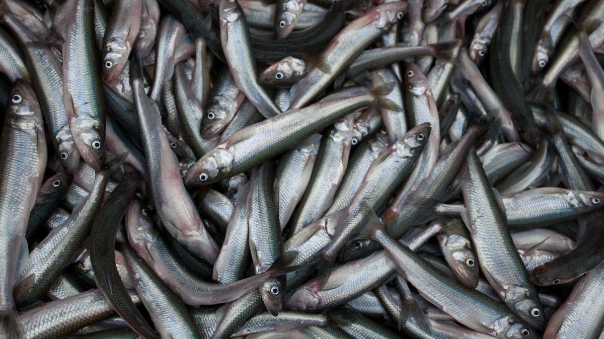 Kultfisch Stint: Die Saison an der Elbmündung ist eröffnet