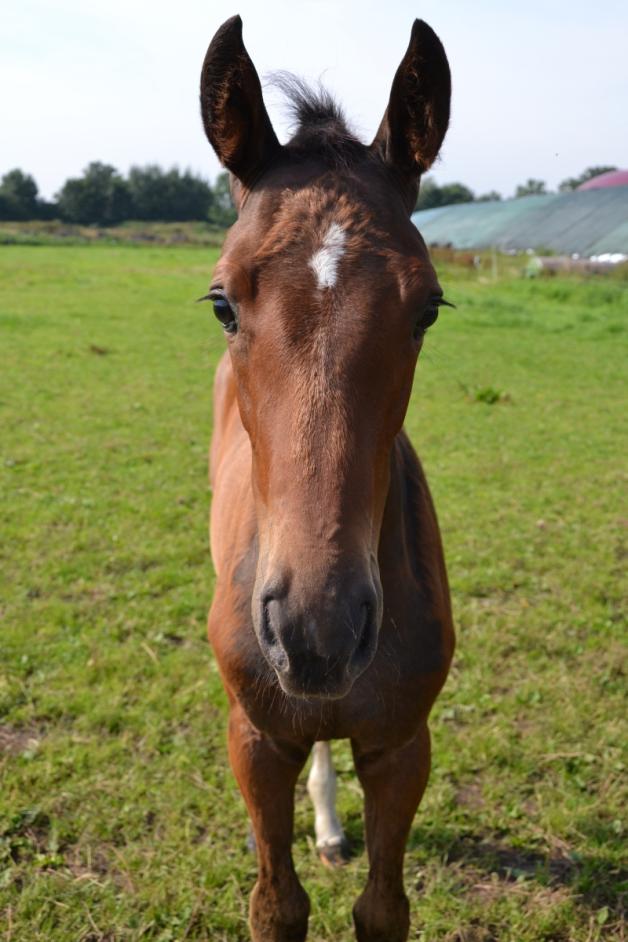 Ein Erfolgsjahr für die Holsteiner im Kreis Pinneberg