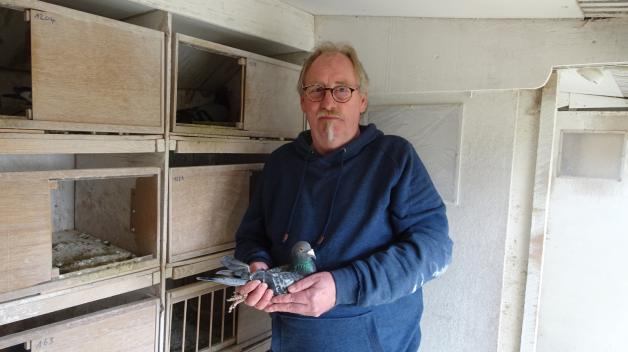 Brieftauben – die Leichtathleten der Lüfte