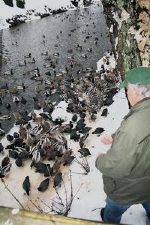 Harter Winter: Jäger füttern statt jagen