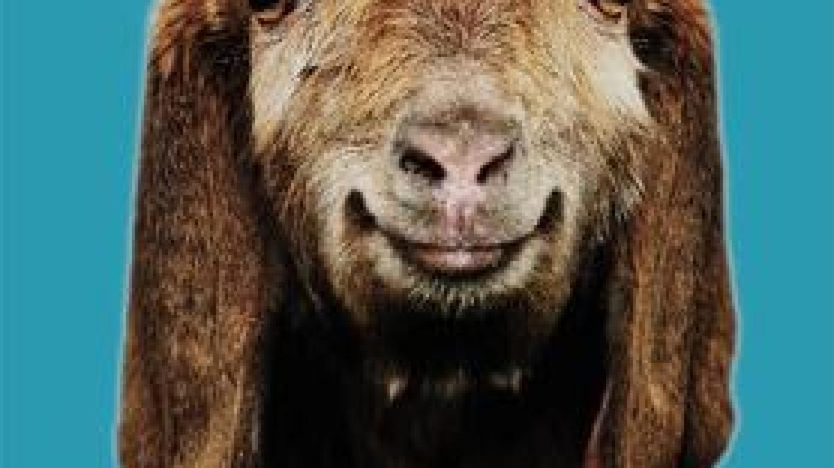 Peinlich, Peinlich diese Stars