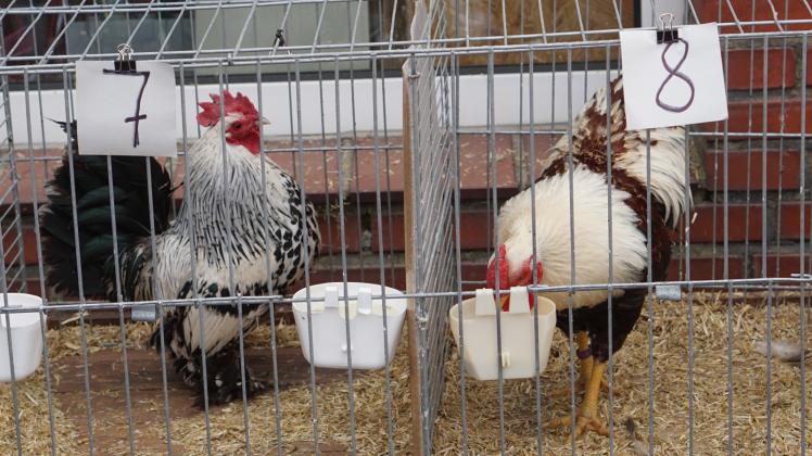 Der Wettkampf der Gockel