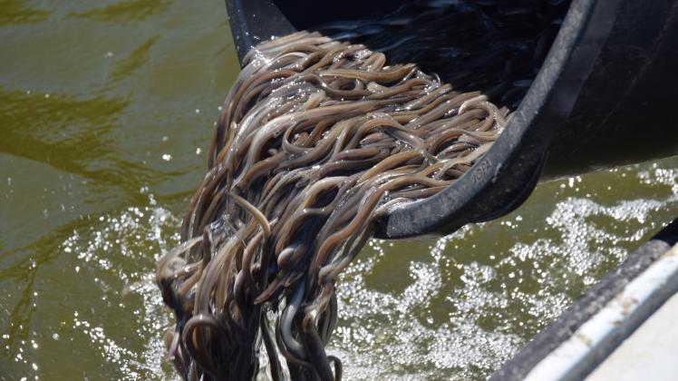 100 000 junge Aale für die Schlei