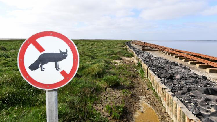 Die Rettung von Olands Vogelwelt vor dem Fuchs