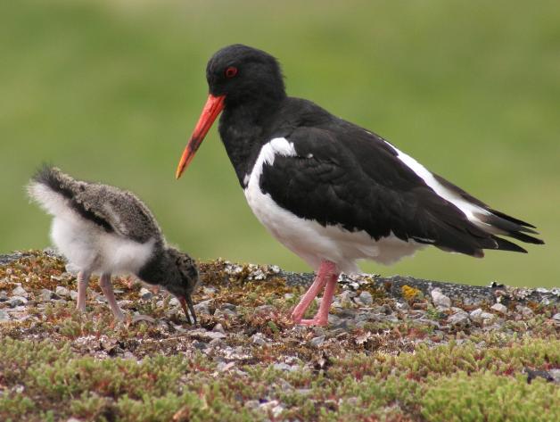 Sylts Naturschützer schlagen Alarm