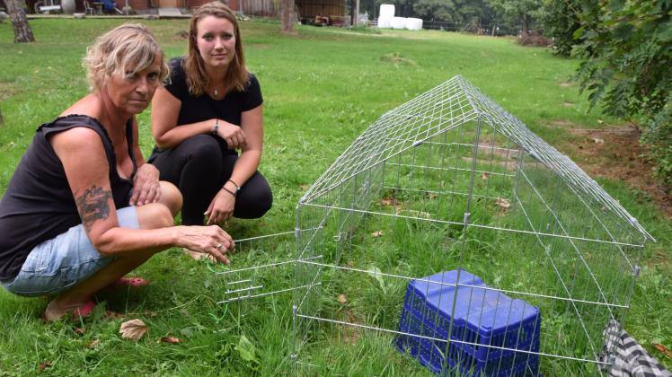 Mr. Turtles rätselhaftes Verschwinden | SHZ