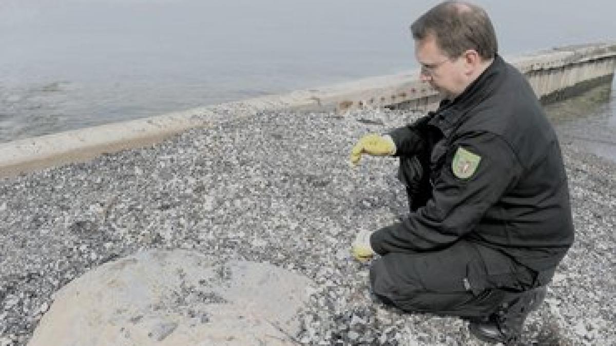 Bernstein war Phosphor: Tückischer Fund am Strand
