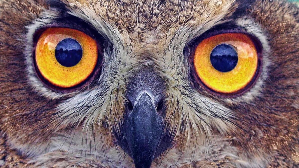 Tieraugen im Fokus: Rundum-Blick, Nachtsicht und integrierter Zoo