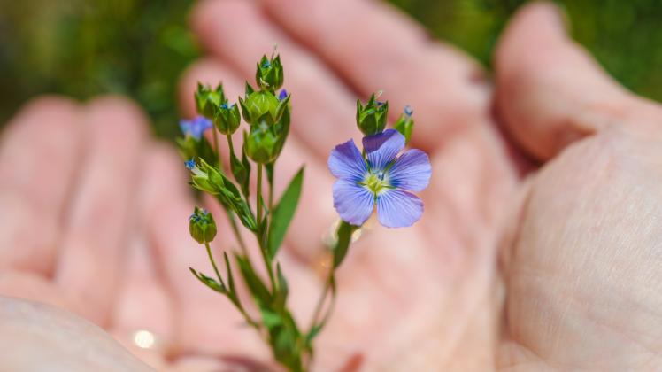 Flachs – der „überaus Nützliche“ aus dem Garten der Natur