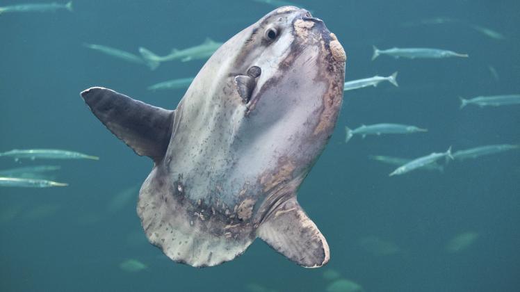 Spaziergänger entdeckt Mondfisch in der Hohwachter Bucht