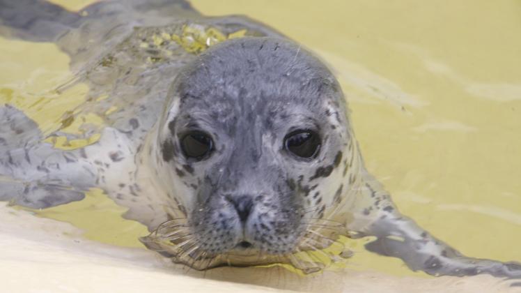 Ein gutes Jahr für Heuler | SHZ