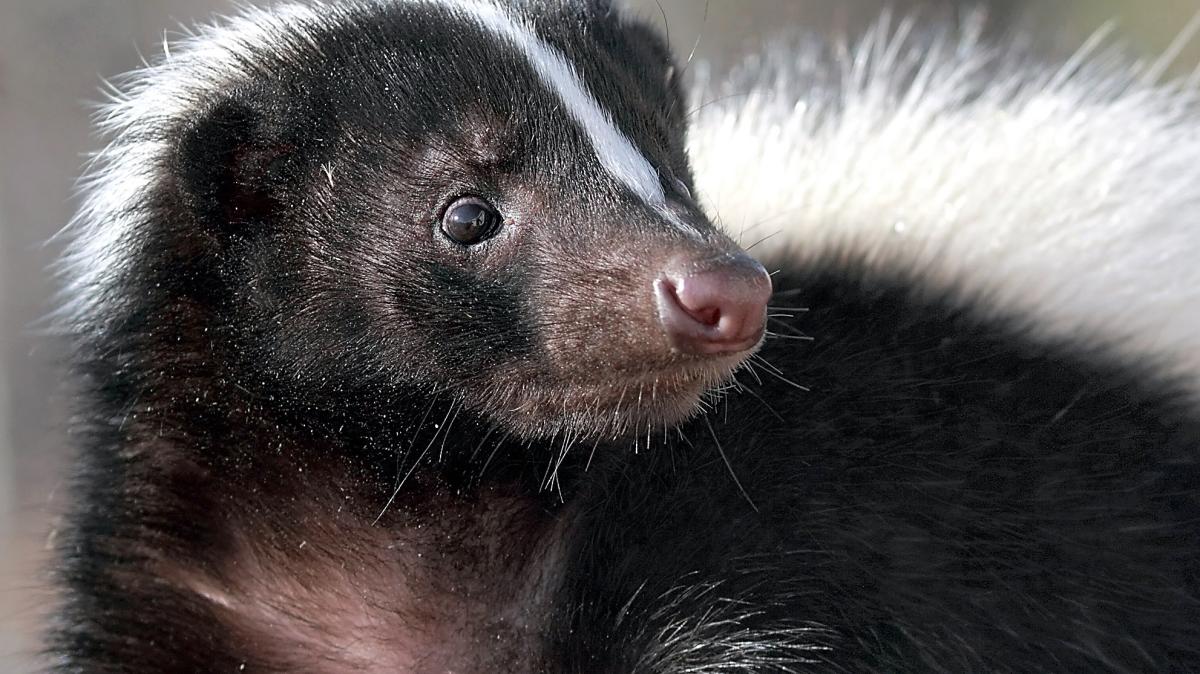 „Stinki“ ist das erste Mädel in der Skunk-WG