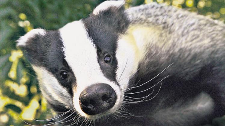 Dachs auf Brautschau | SHZ