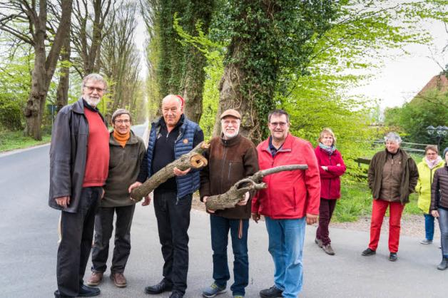 Frischekur für die Linden