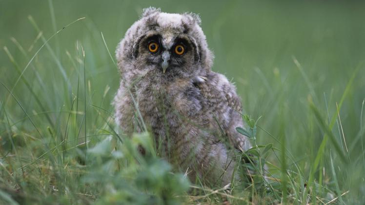 Eulen-Babys am Boden sind nicht hilflos | SHZ